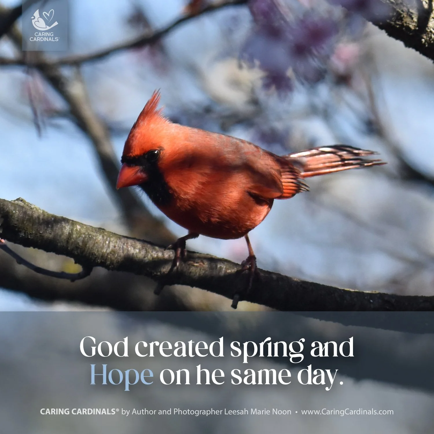 PHOTO GALLERY — CARING CARDINALS