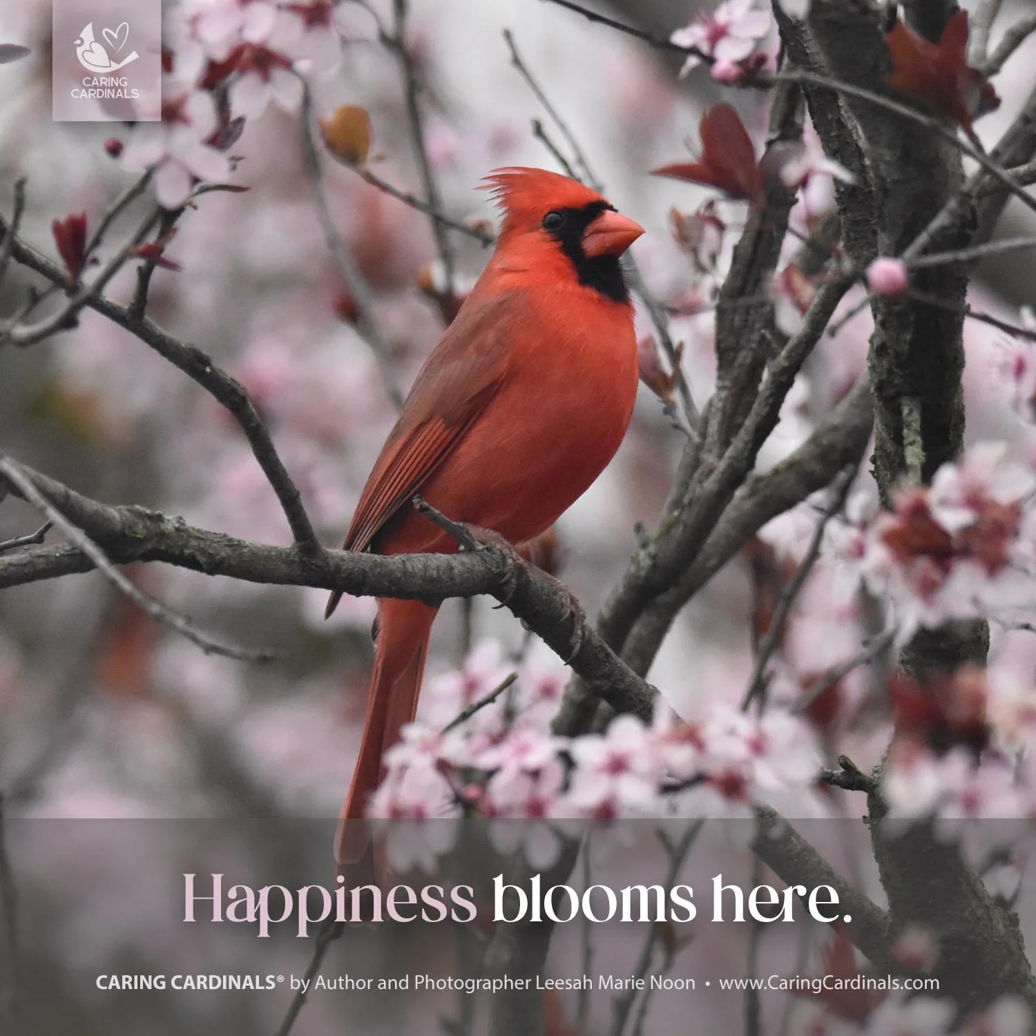 PHOTO GALLERY — CARING CARDINALS