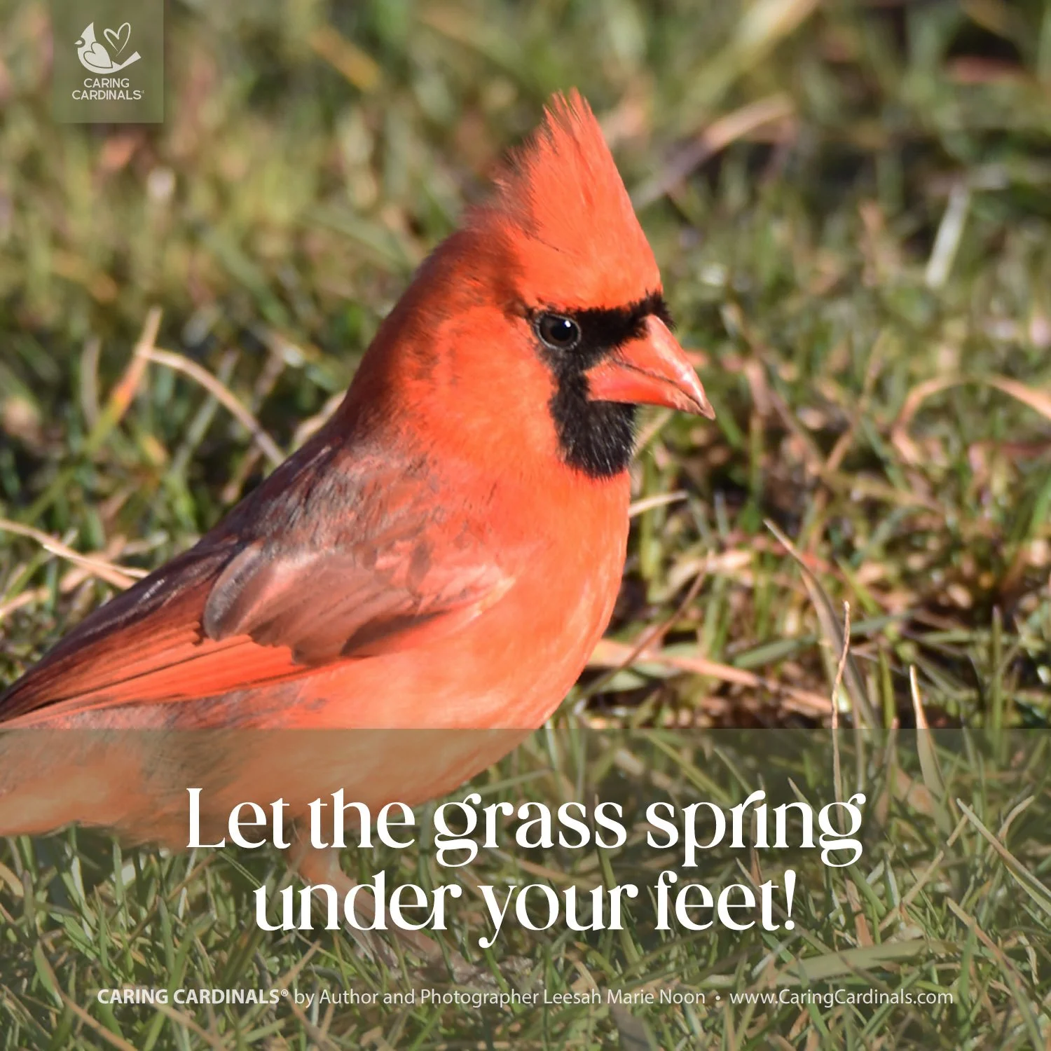PHOTO GALLERY — CARING CARDINALS