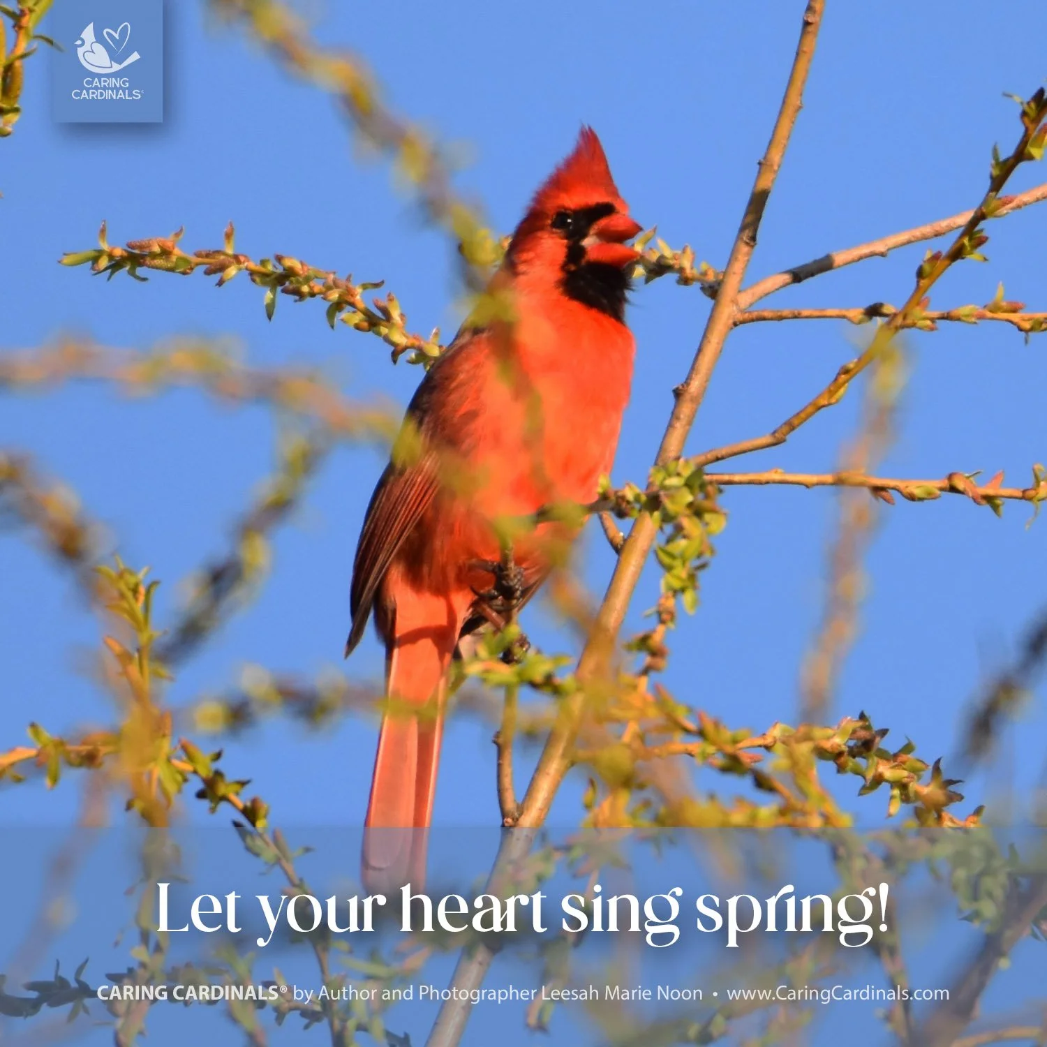 PHOTO GALLERY — CARING CARDINALS