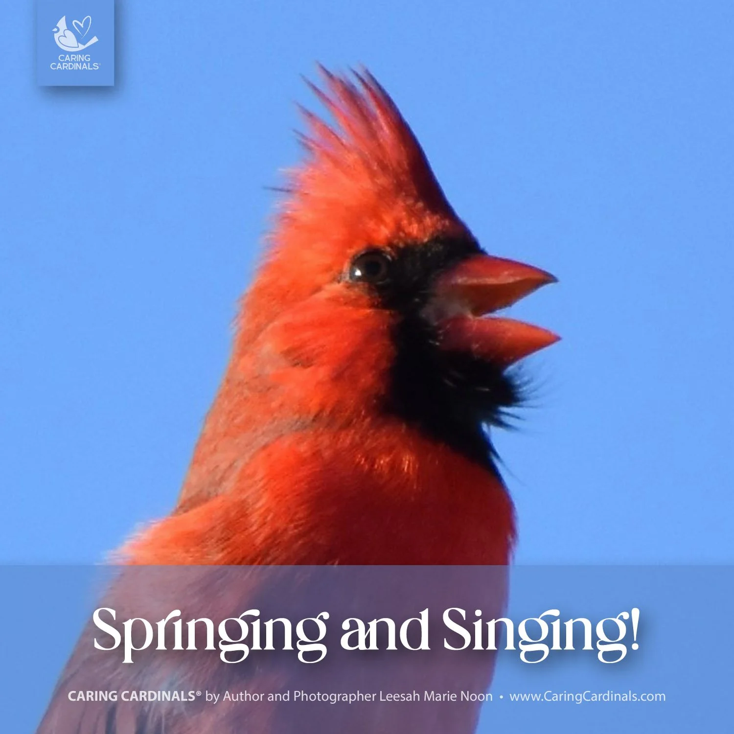 PHOTO GALLERY — CARING CARDINALS