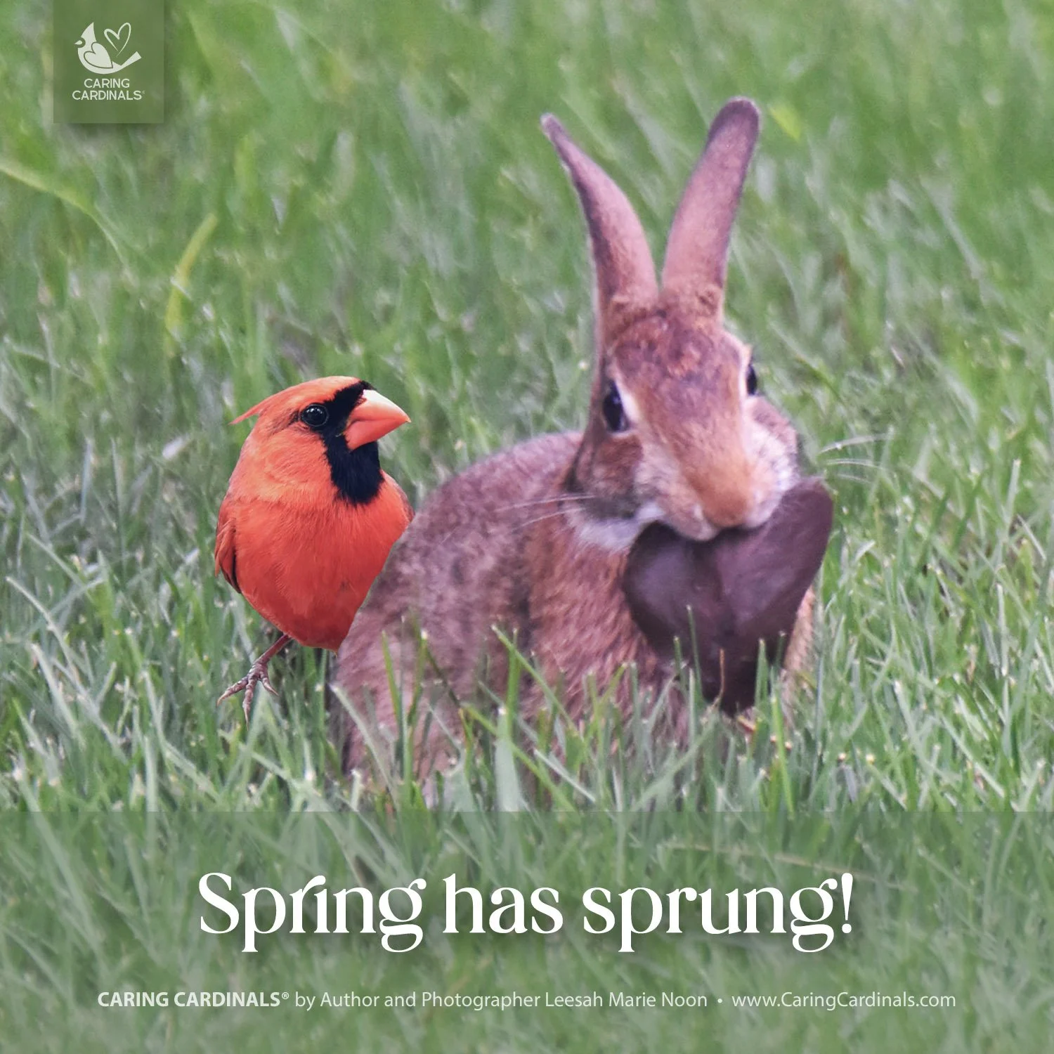 PHOTO GALLERY — CARING CARDINALS