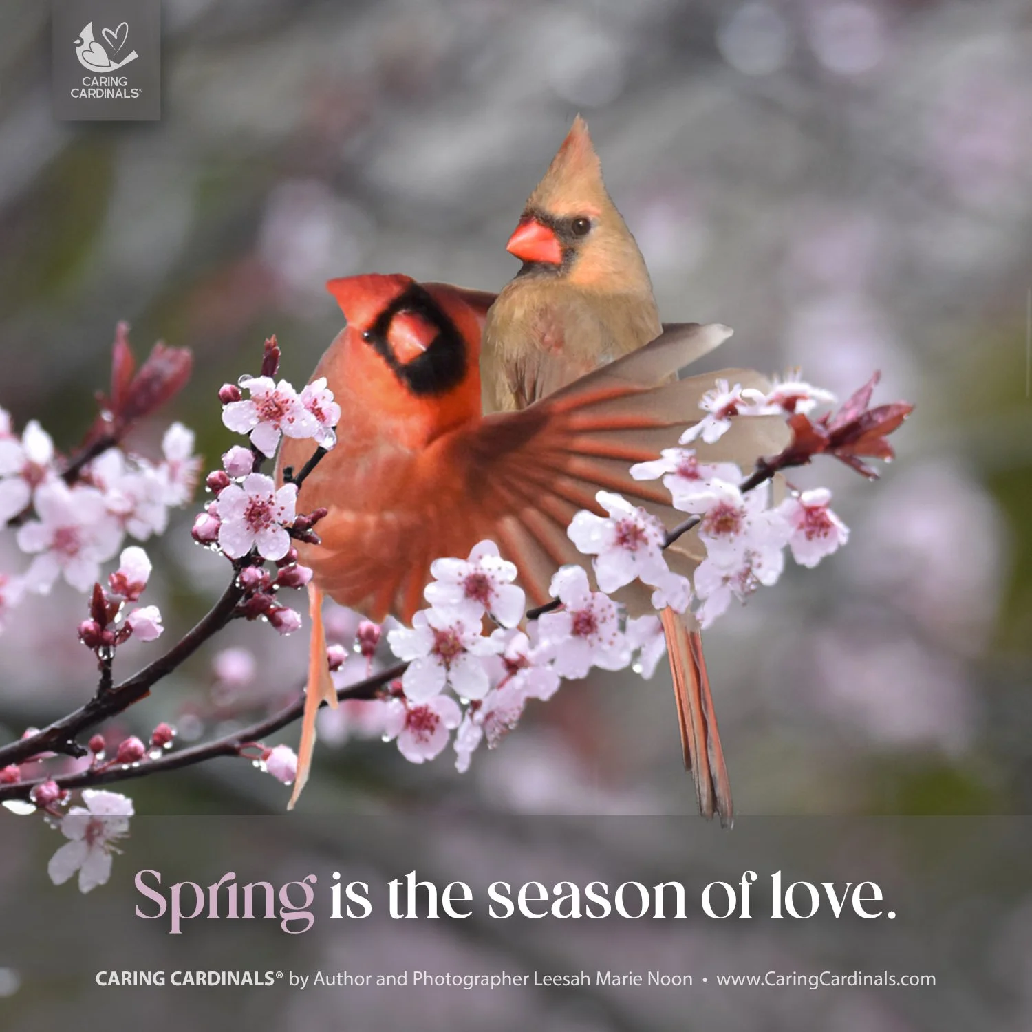 PHOTO GALLERY — CARING CARDINALS