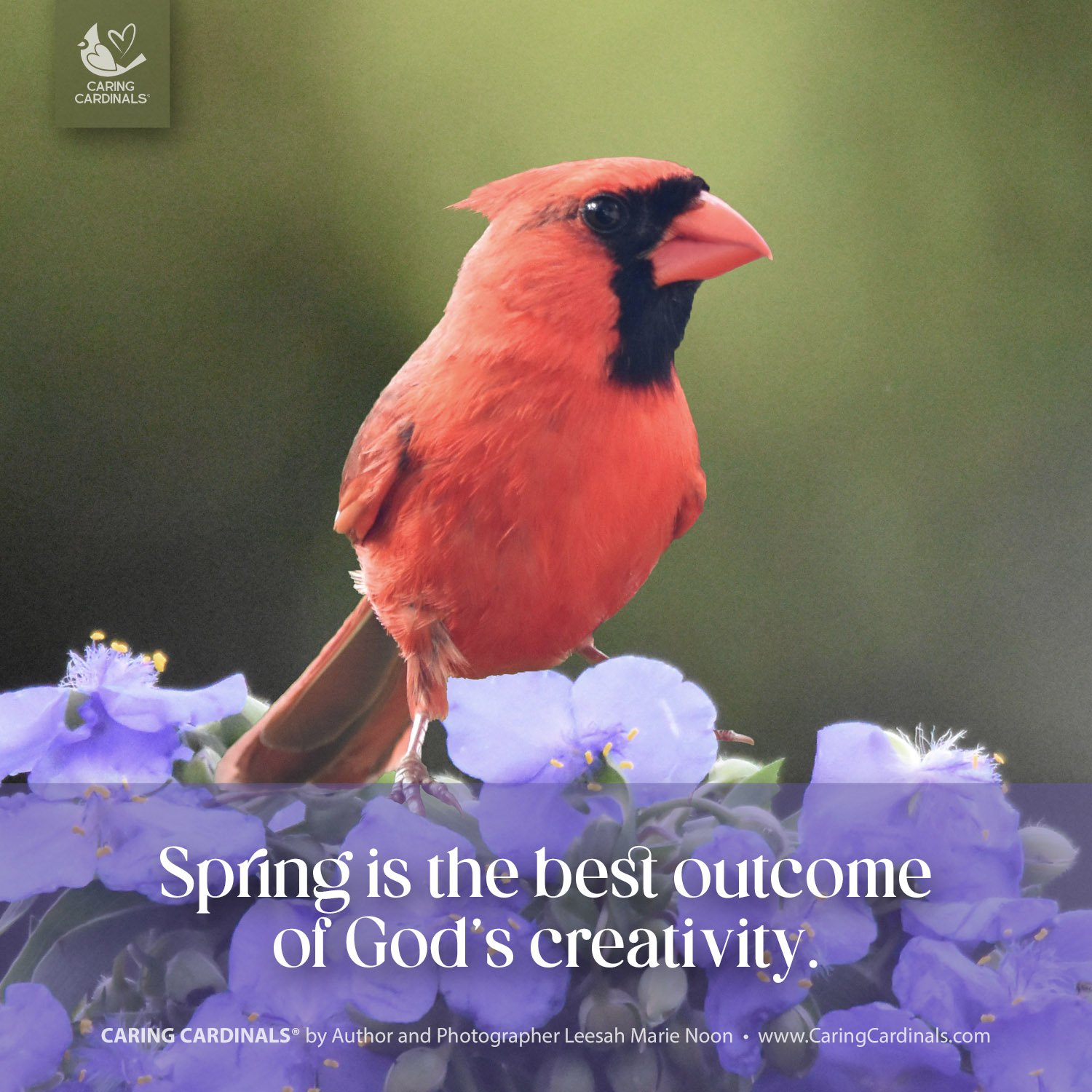 PHOTO GALLERY — CARING CARDINALS