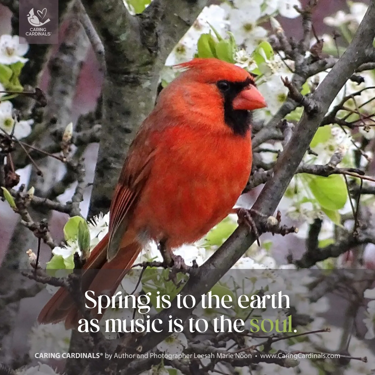 PHOTO GALLERY — CARING CARDINALS