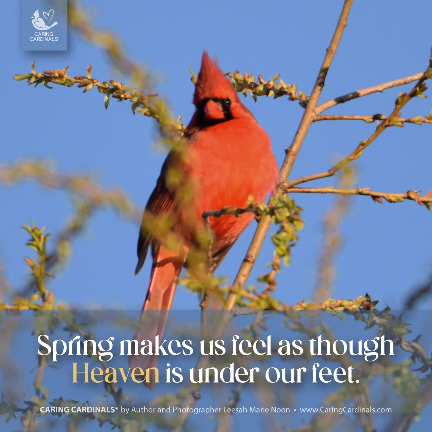 PHOTO GALLERY — CARING CARDINALS