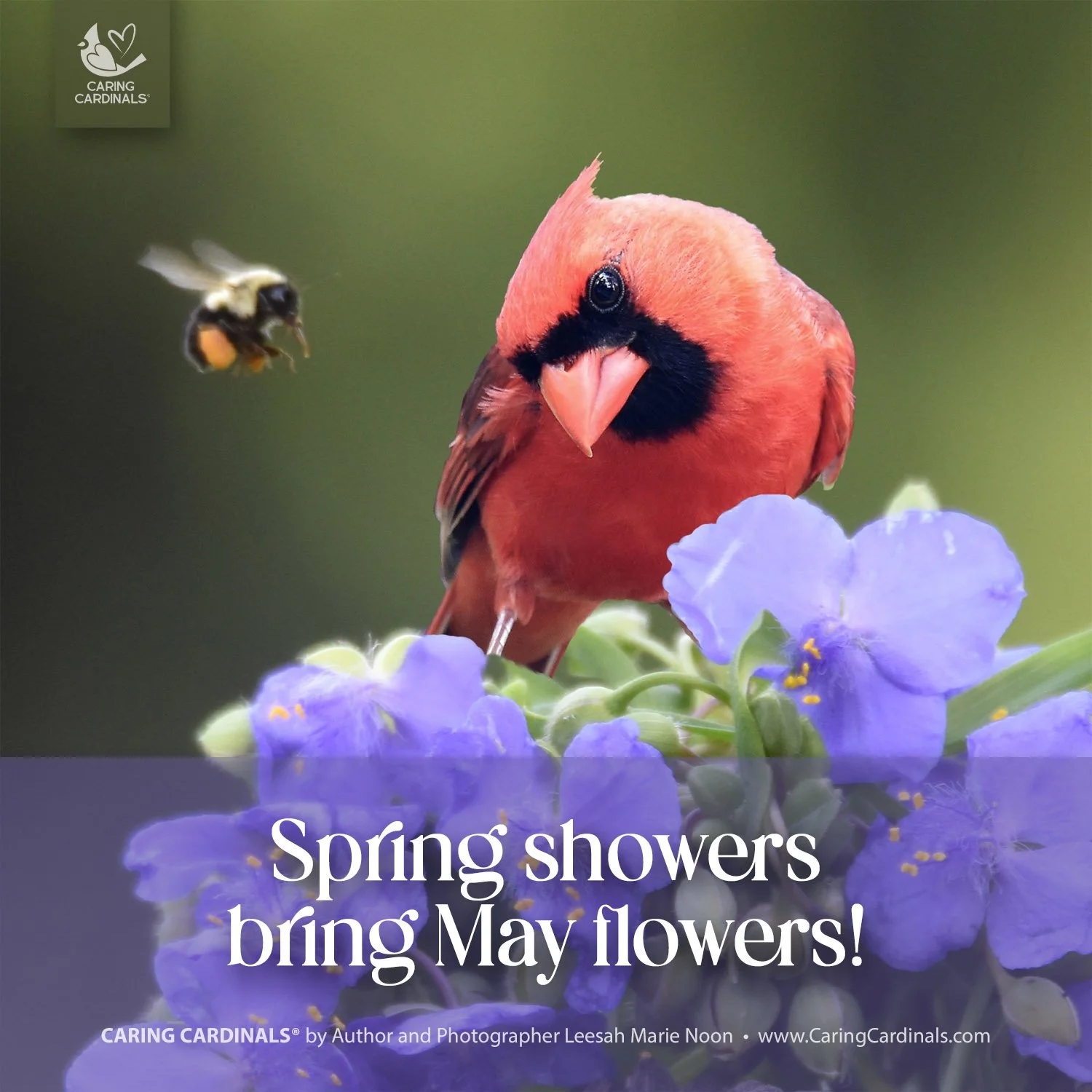 PHOTO GALLERY — CARING CARDINALS