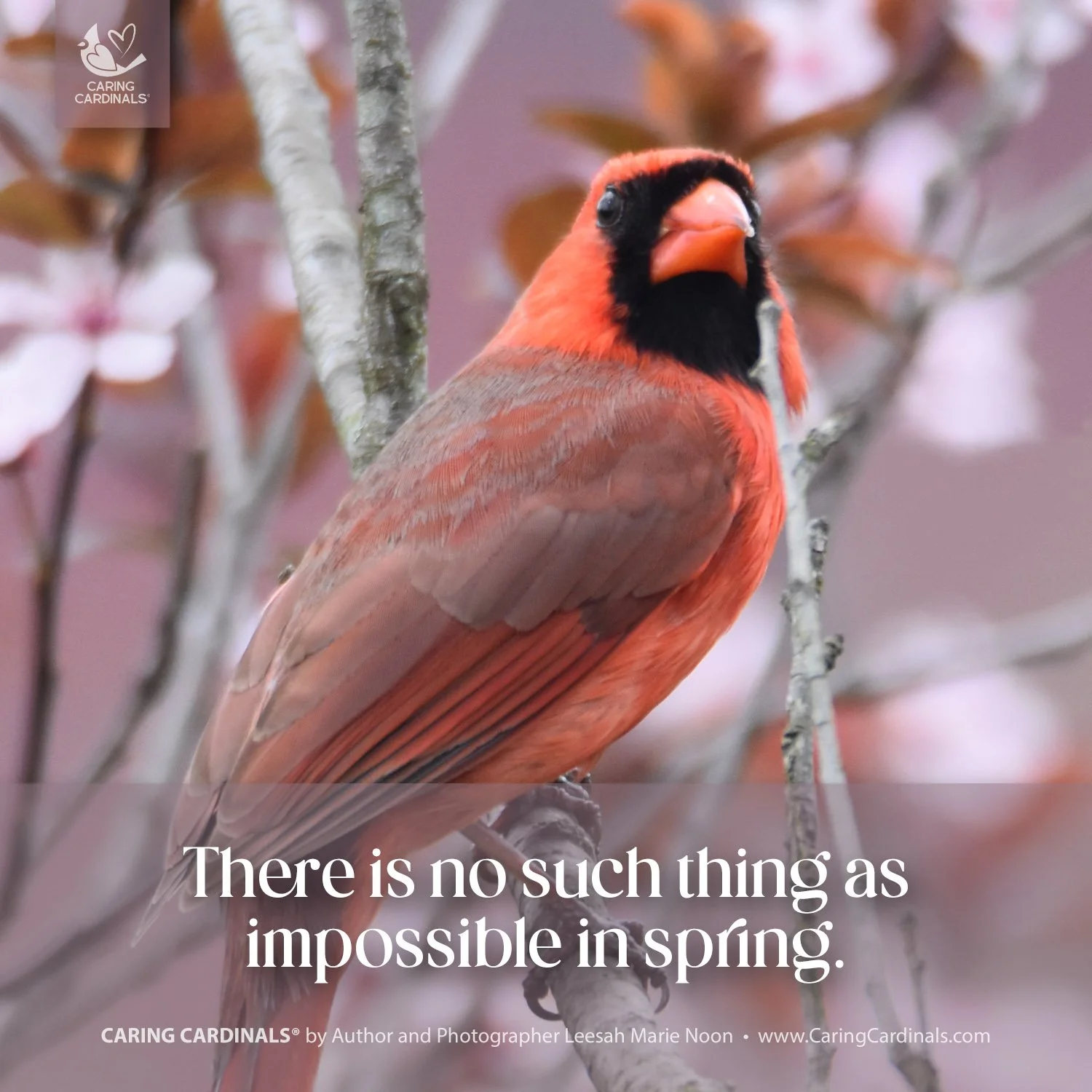 PHOTO GALLERY — CARING CARDINALS