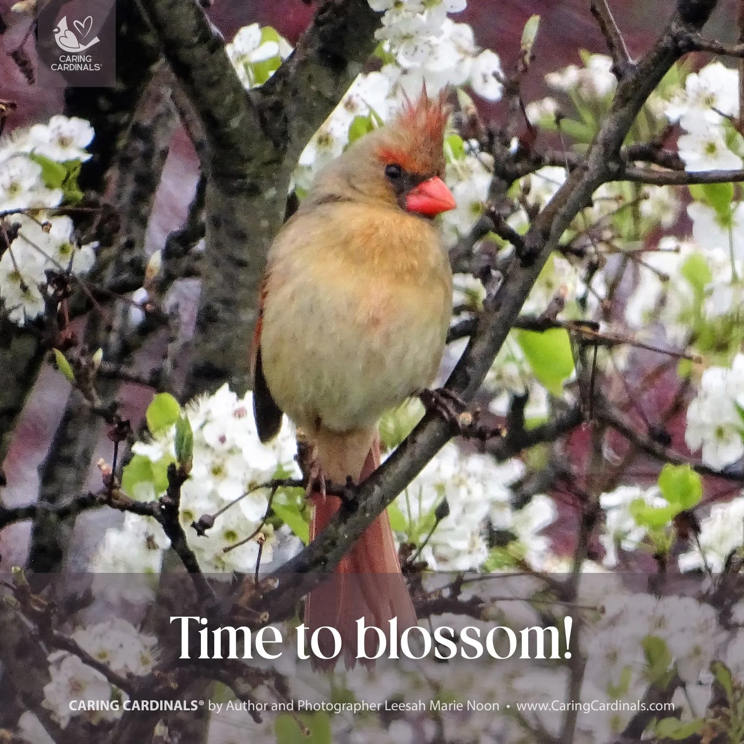 PHOTO GALLERY — CARING CARDINALS