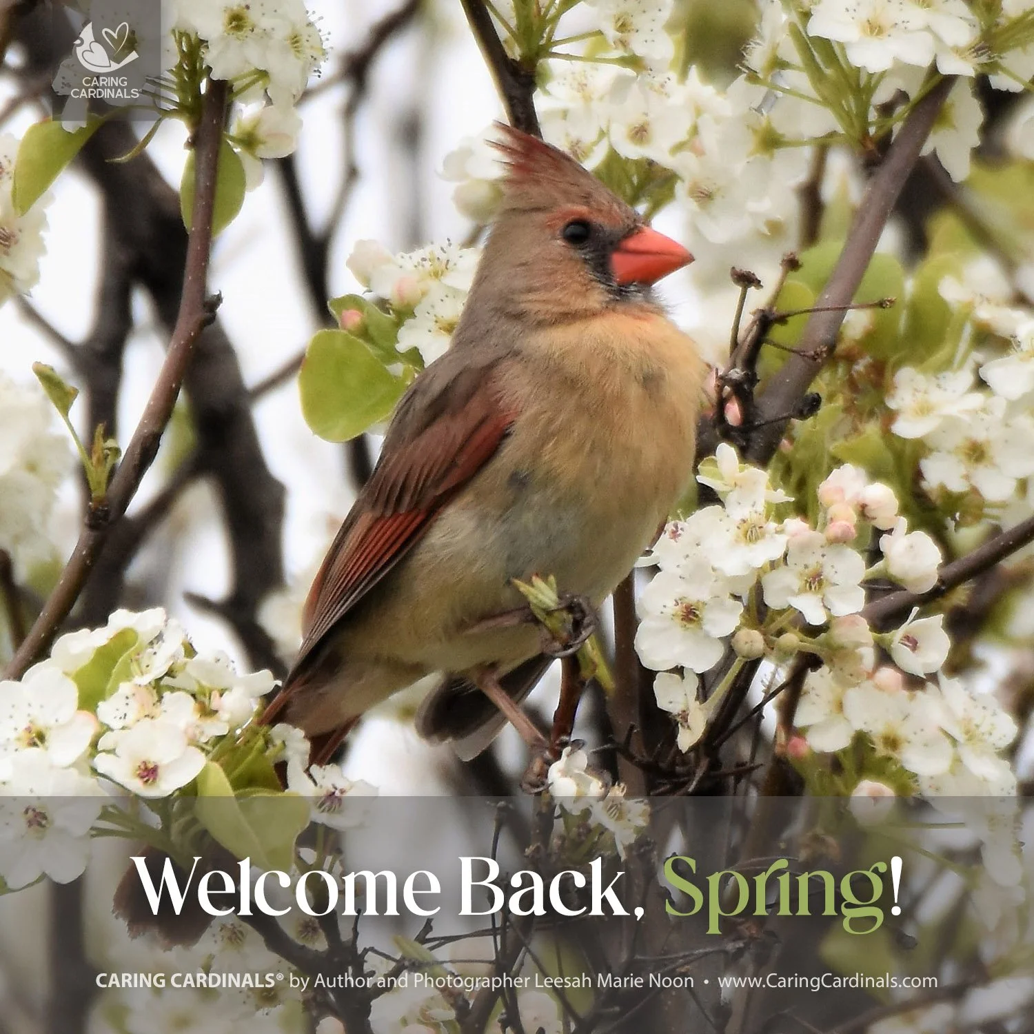 PHOTO GALLERY — CARING CARDINALS