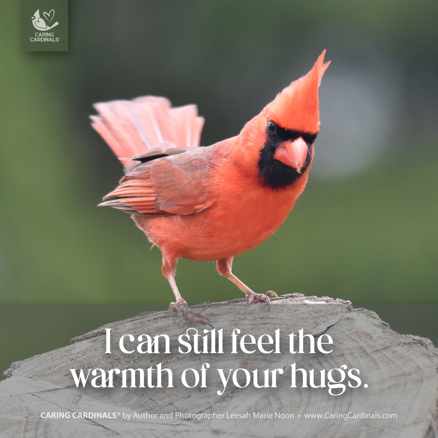 PHOTO GALLERY — CARING CARDINALS