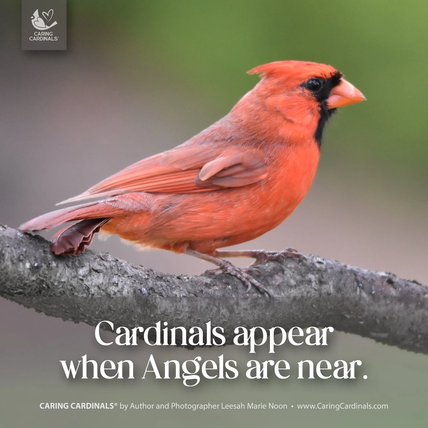 PHOTO GALLERY — CARING CARDINALS