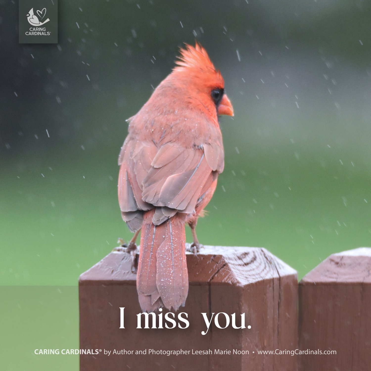 PHOTO GALLERY — CARING CARDINALS
