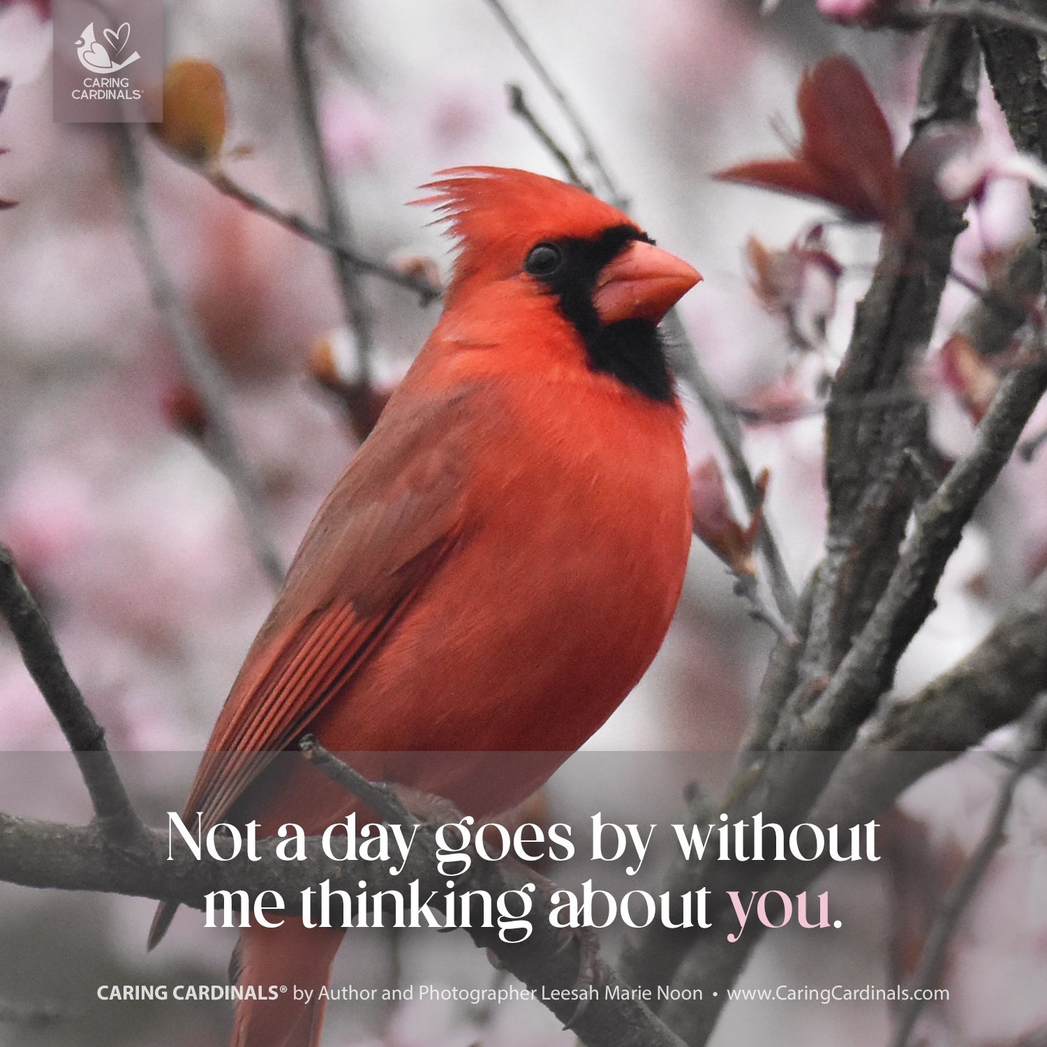 PHOTO GALLERY — CARING CARDINALS