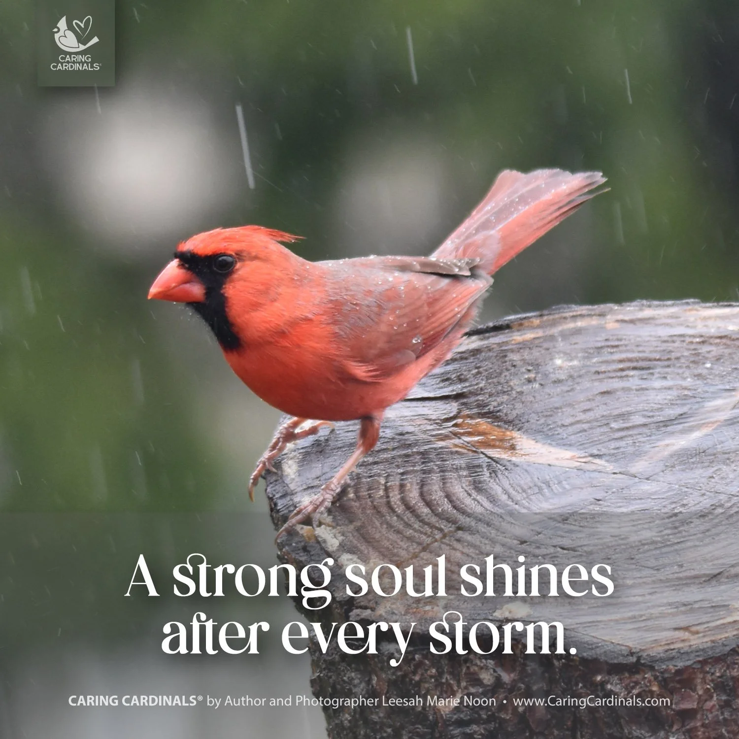 PHOTO GALLERY — CARING CARDINALS