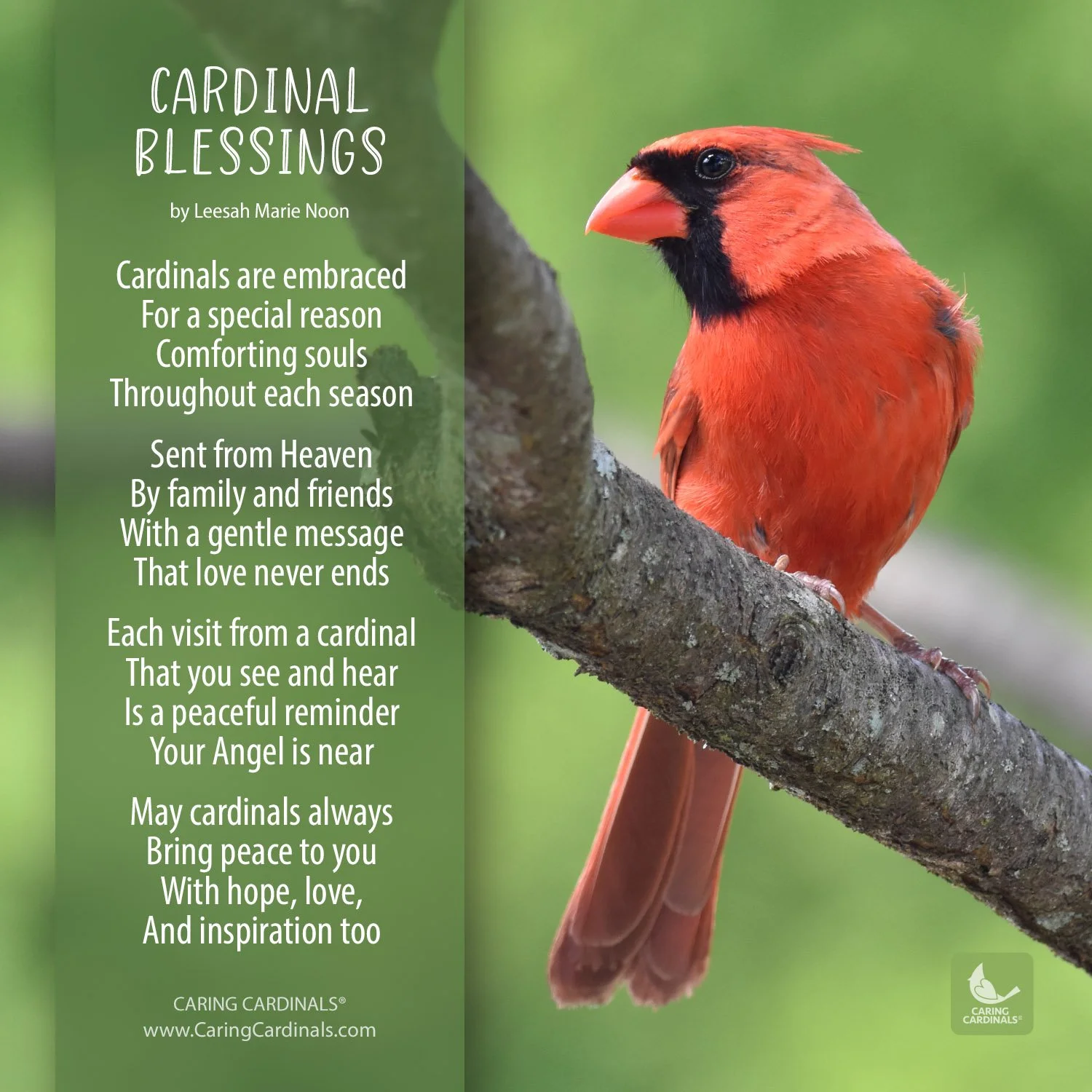 POETRY — CARING CARDINALS