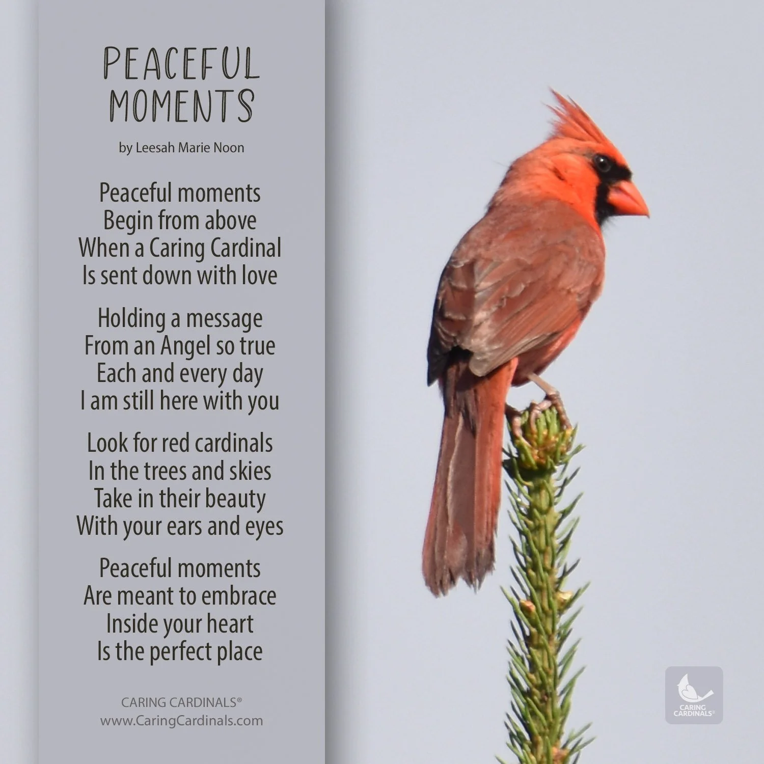 POETRY — CARING CARDINALS