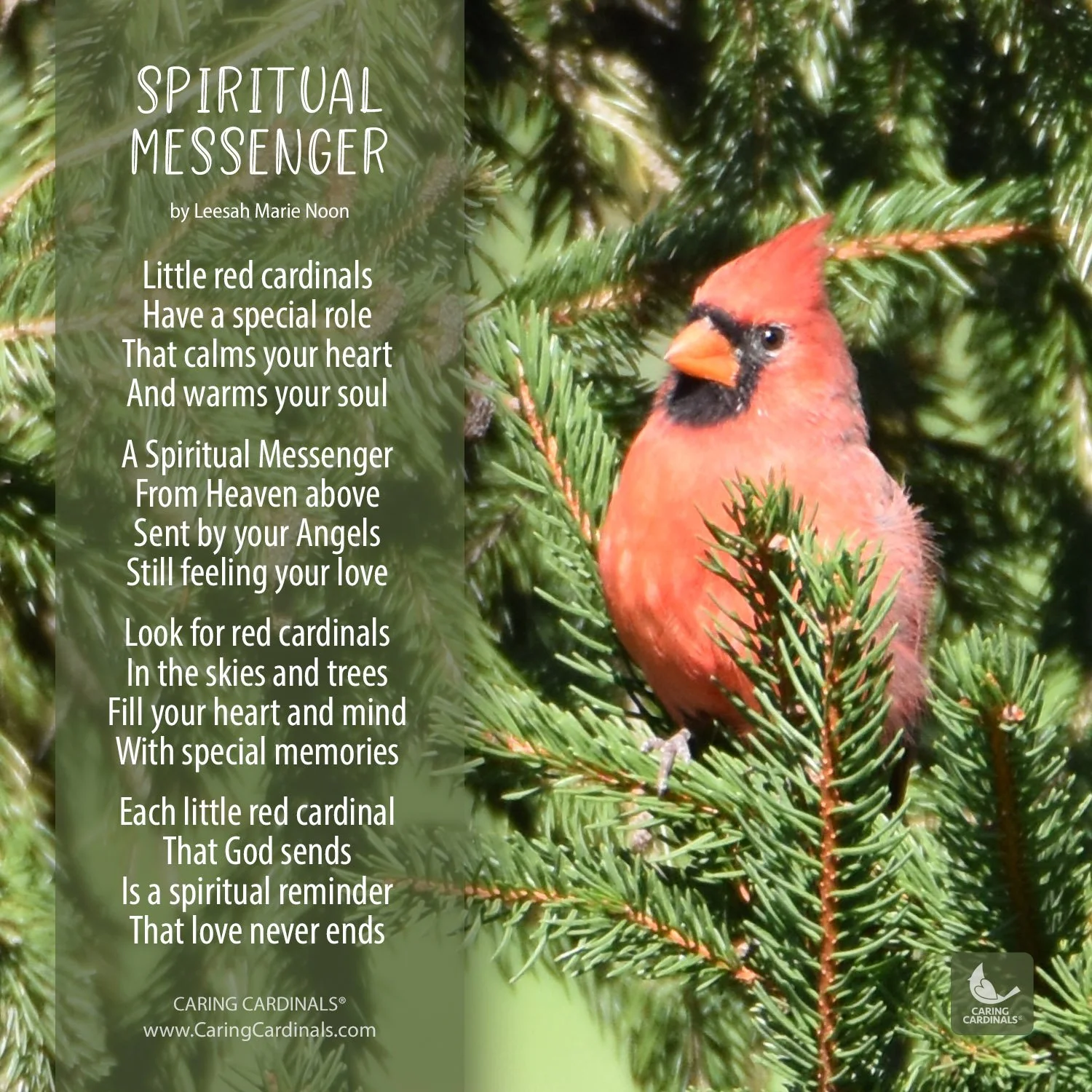 POETRY — CARING CARDINALS