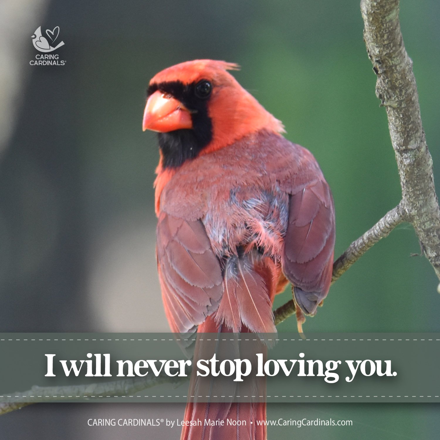 CARDINAL PHOTOS — CARING CARDINALS