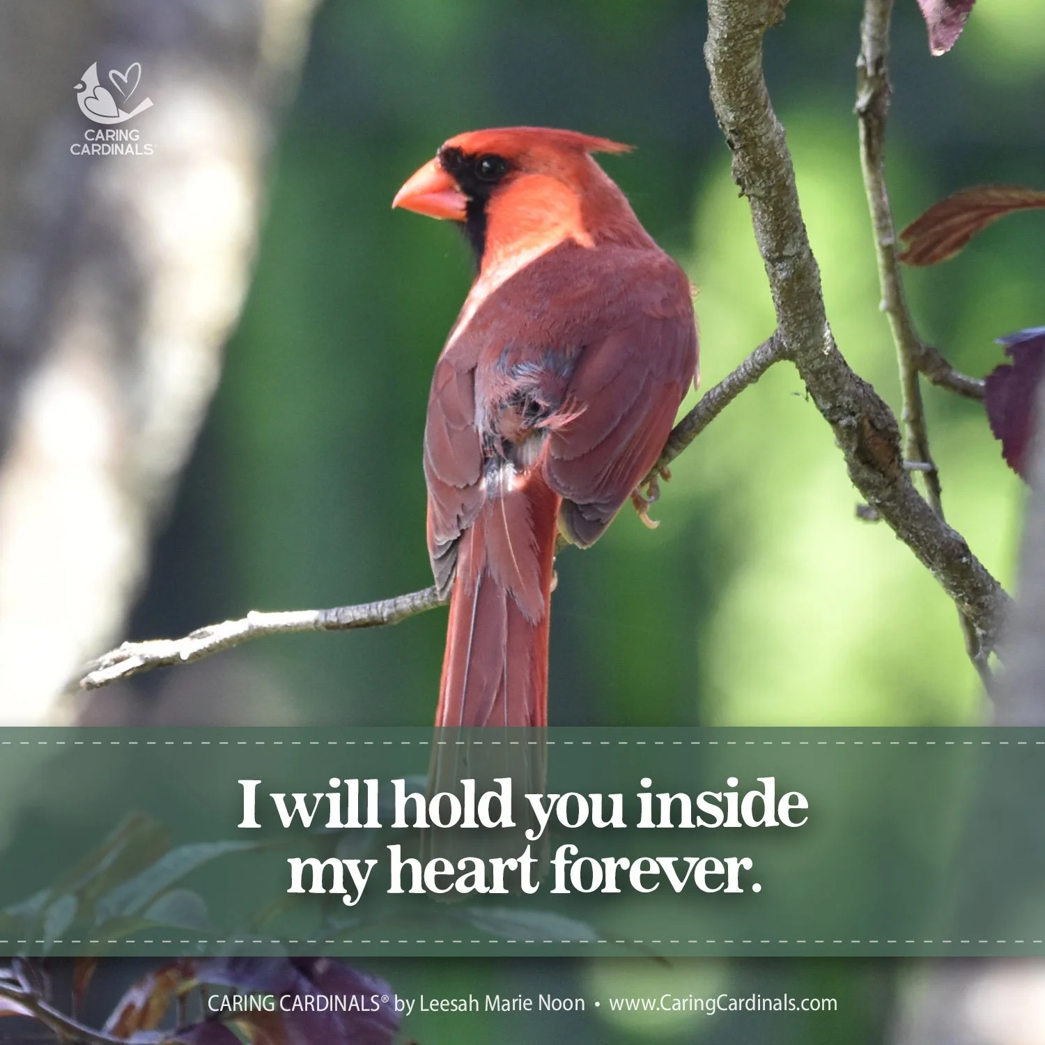 CARDINAL PHOTOS — CARING CARDINALS
