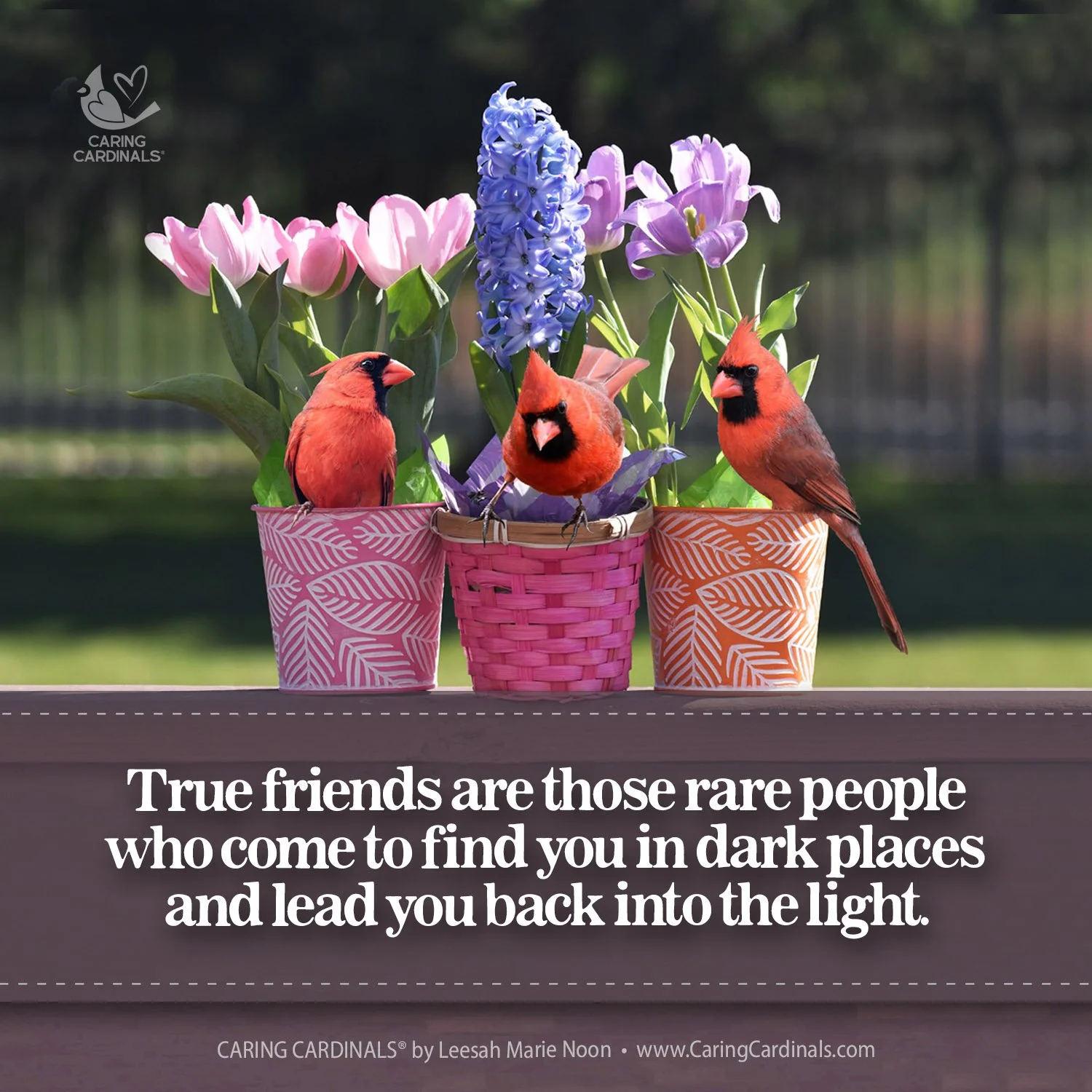 CARDINAL PHOTOS — CARING CARDINALS