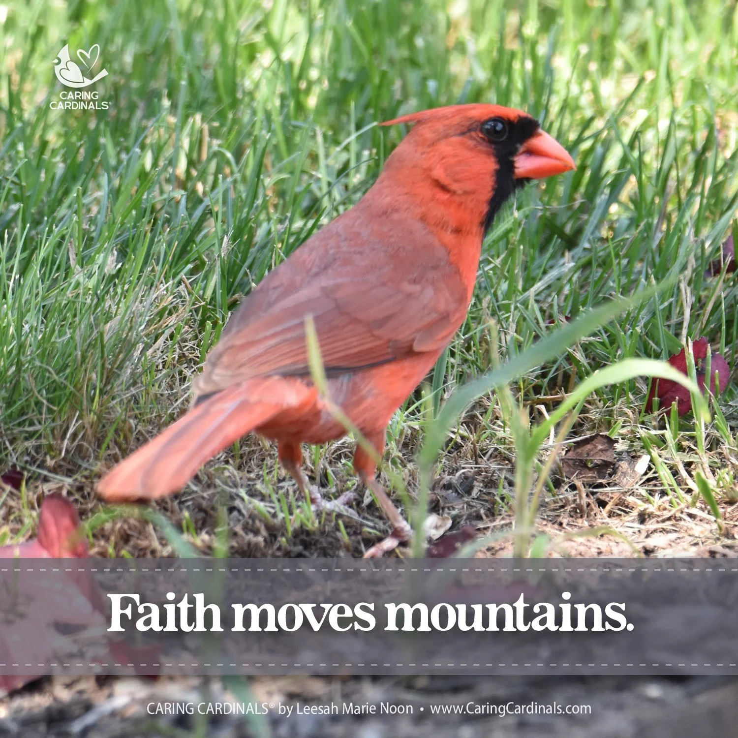 CARDINAL PHOTOS — CARING CARDINALS