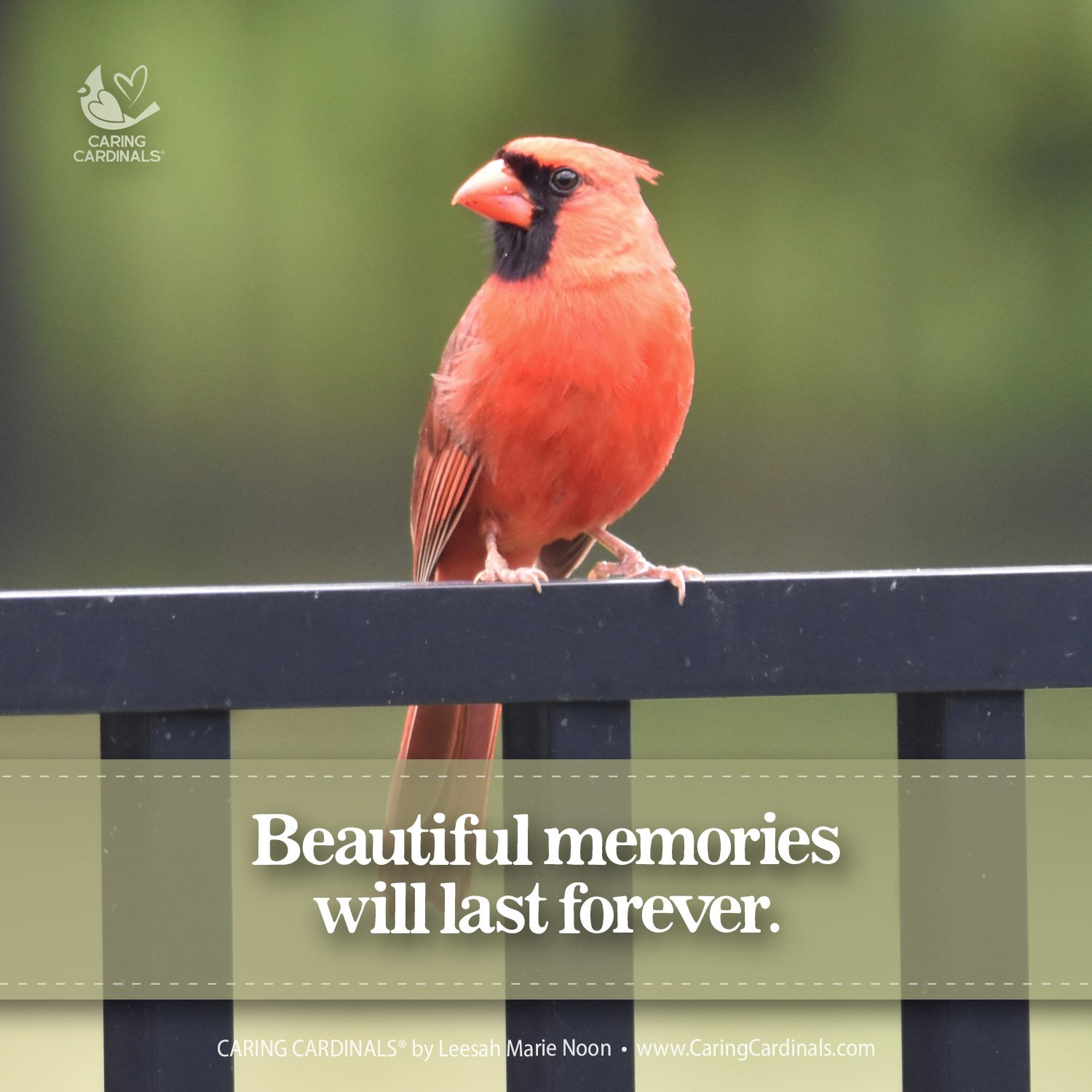 CARDINAL PHOTOS — CARING CARDINALS