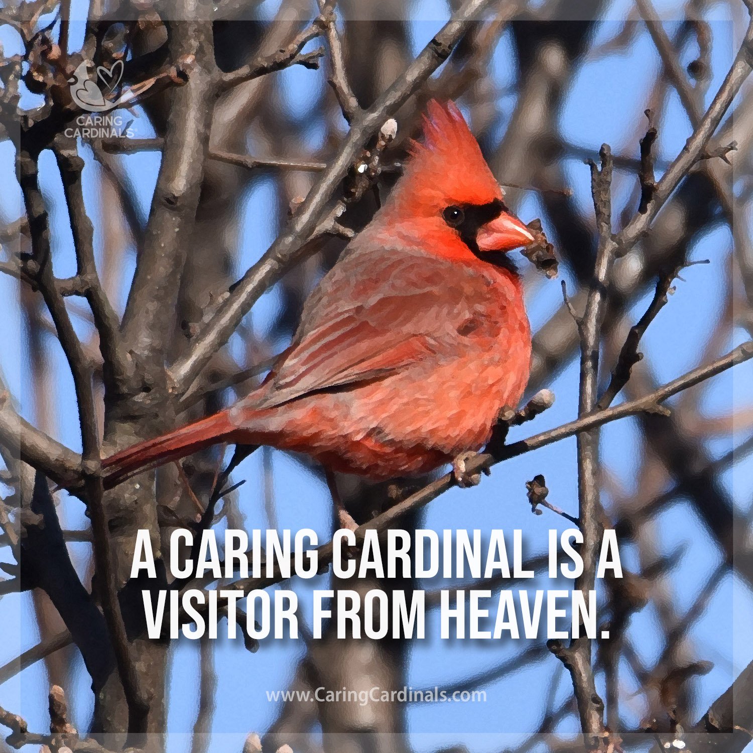 CARDINAL PHOTOS — CARING CARDINALS