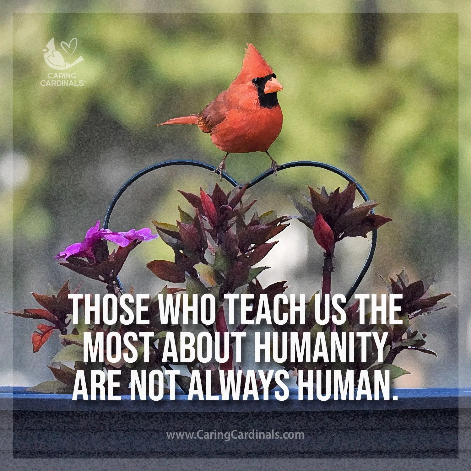 CARDINAL PHOTOS — CARING CARDINALS