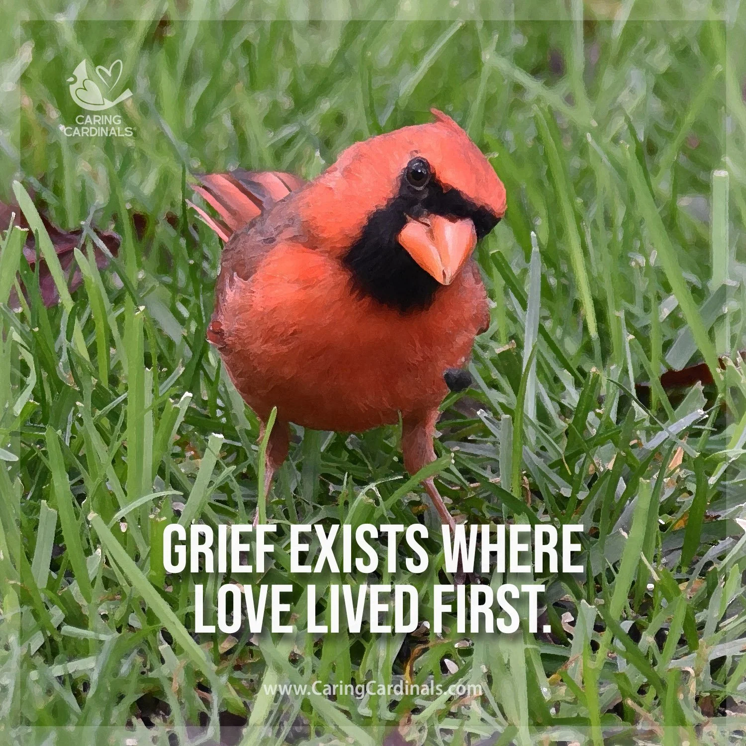 CARDINAL PHOTOS — CARING CARDINALS