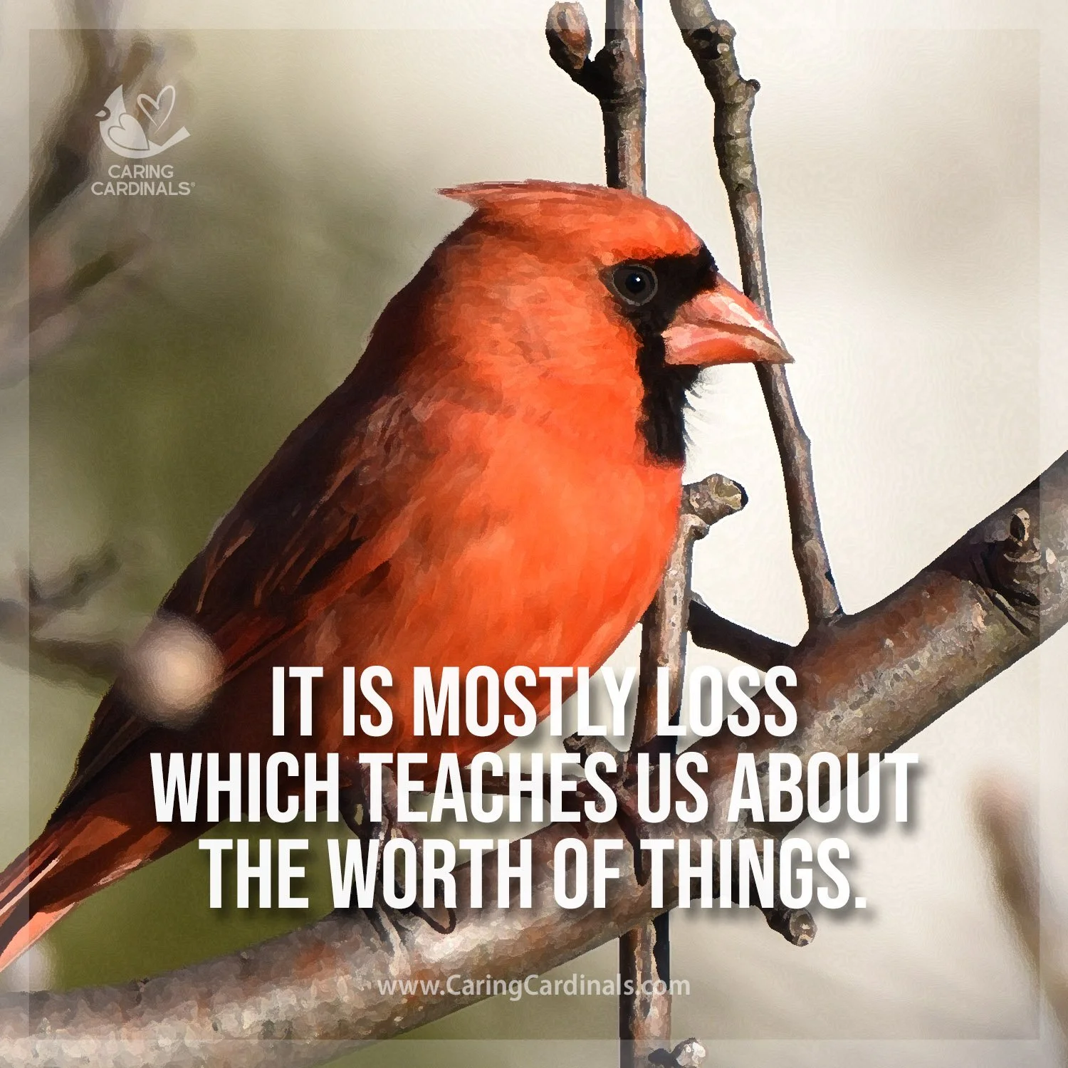 CARDINAL PHOTOS — CARING CARDINALS