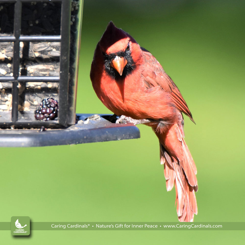 CARDINAL FACTS — CARING CARDINALS