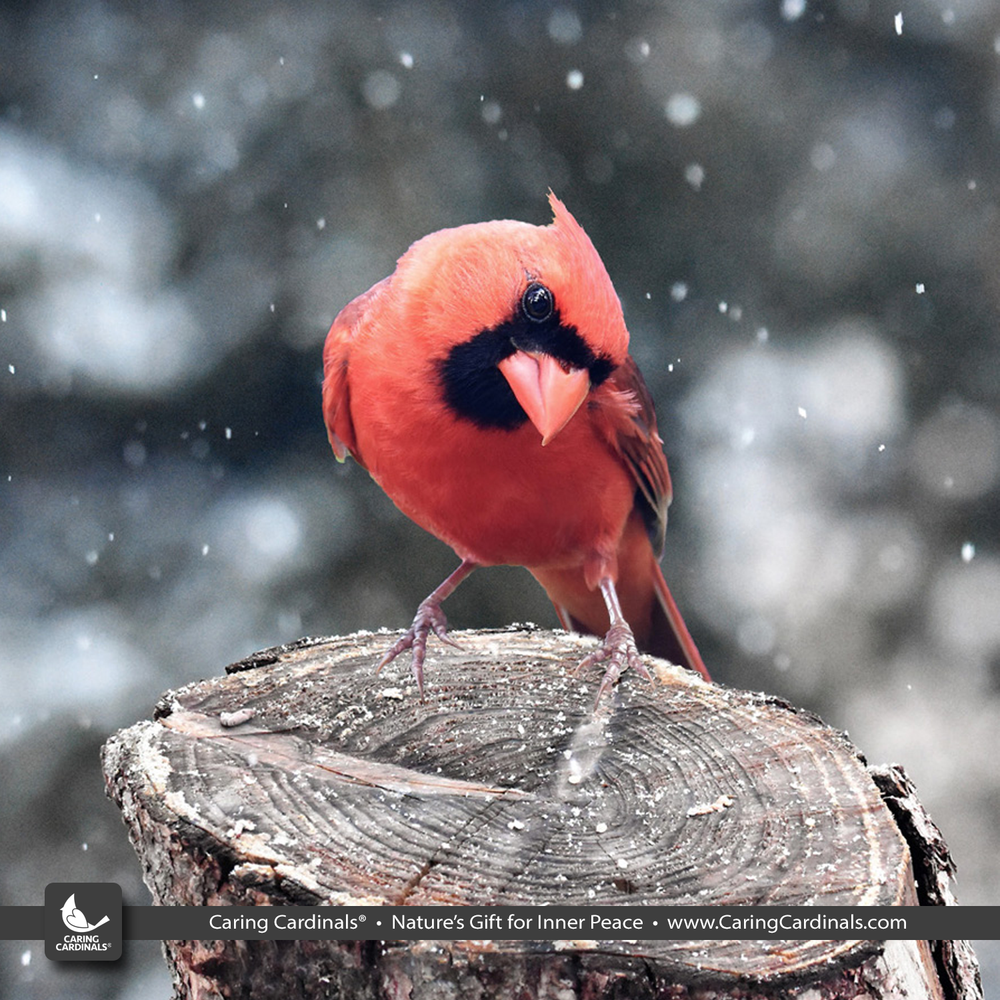 SPIRITUAL SIGNS — CARING CARDINALS