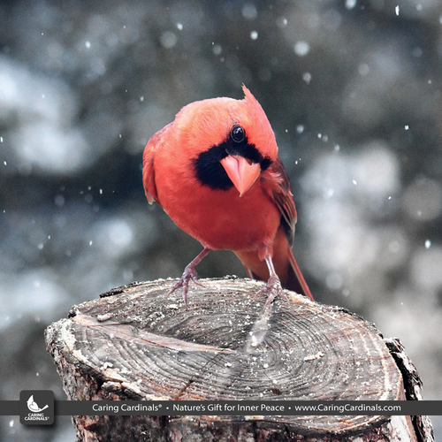 SPIRITUAL SIGNS — CARING CARDINALS