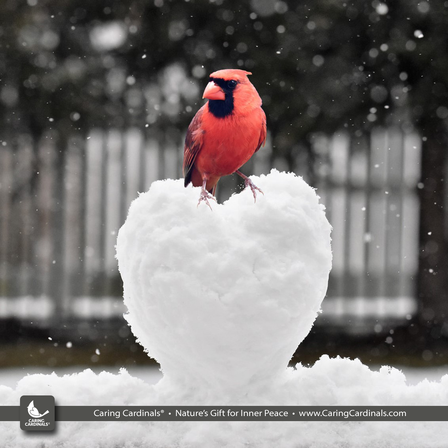 SPIRITUAL SIGNS — CARING CARDINALS