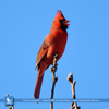 CARDINAL FACTS — CARING CARDINALS