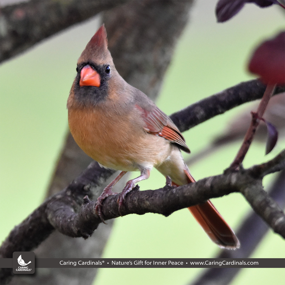 SPIRITUAL SIGNS — CARING CARDINALS