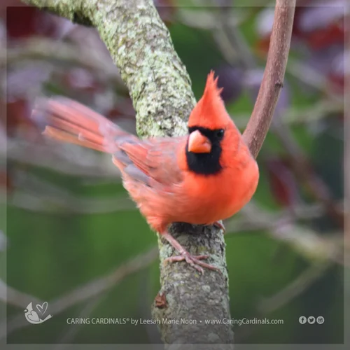 CARDINAL FACTS — CARING CARDINALS