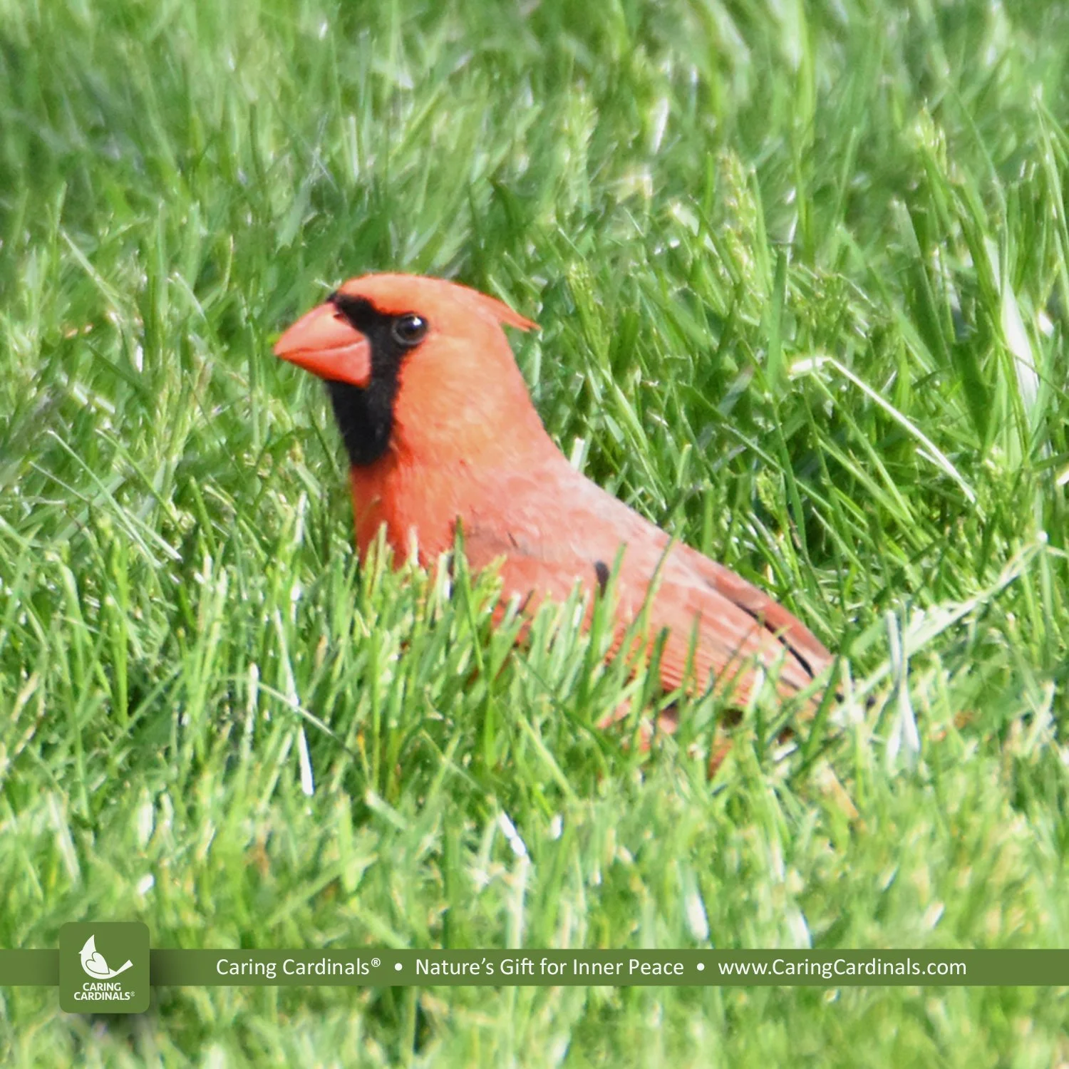 Cardinal Experiences — CARING CARDINALS