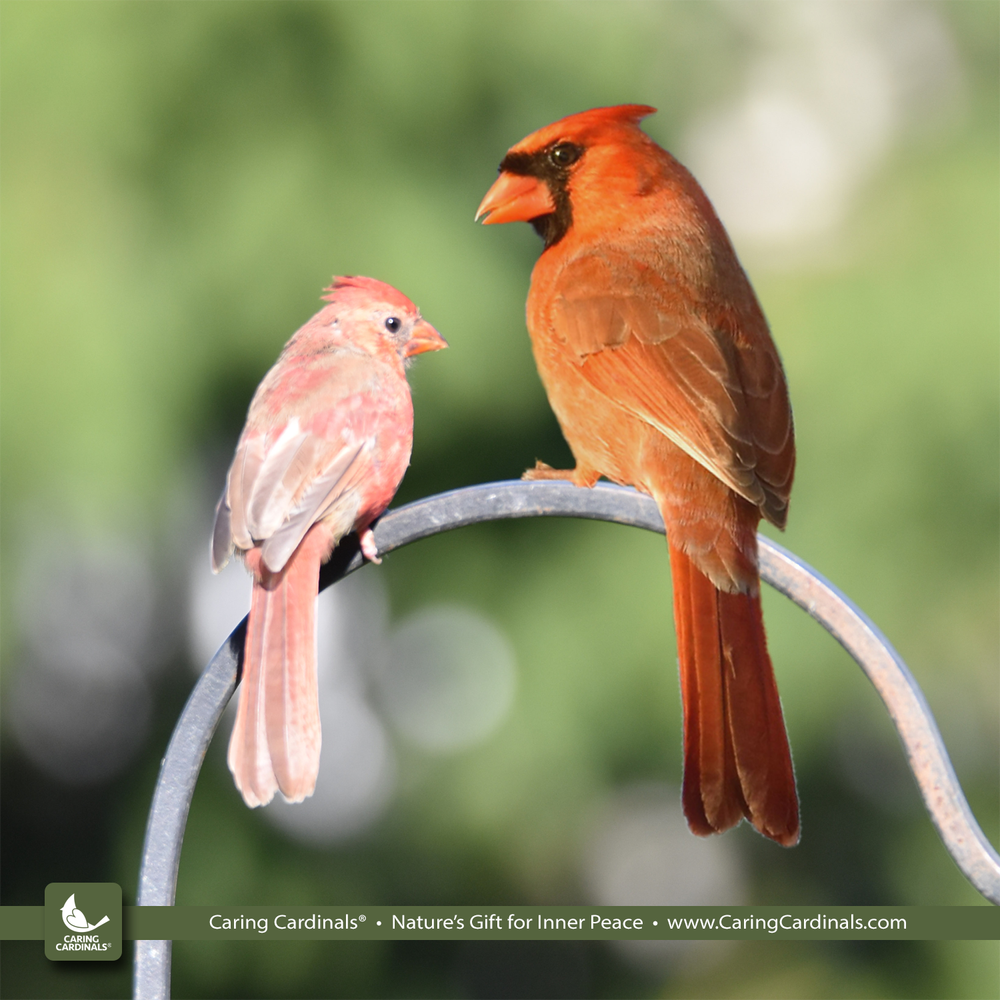 SPIRITUAL SIGNS — CARING CARDINALS