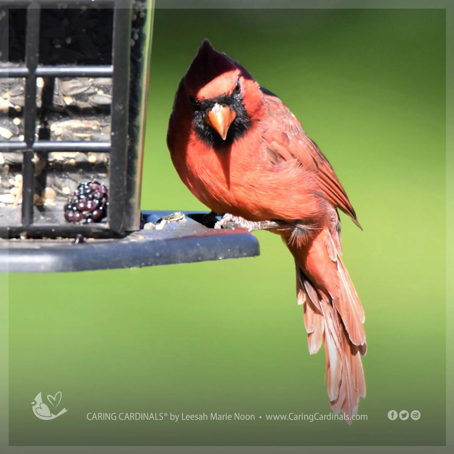 CARDINAL FACTS — CARING CARDINALS