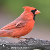 SPIRITUAL SIGNS — CARING CARDINALS