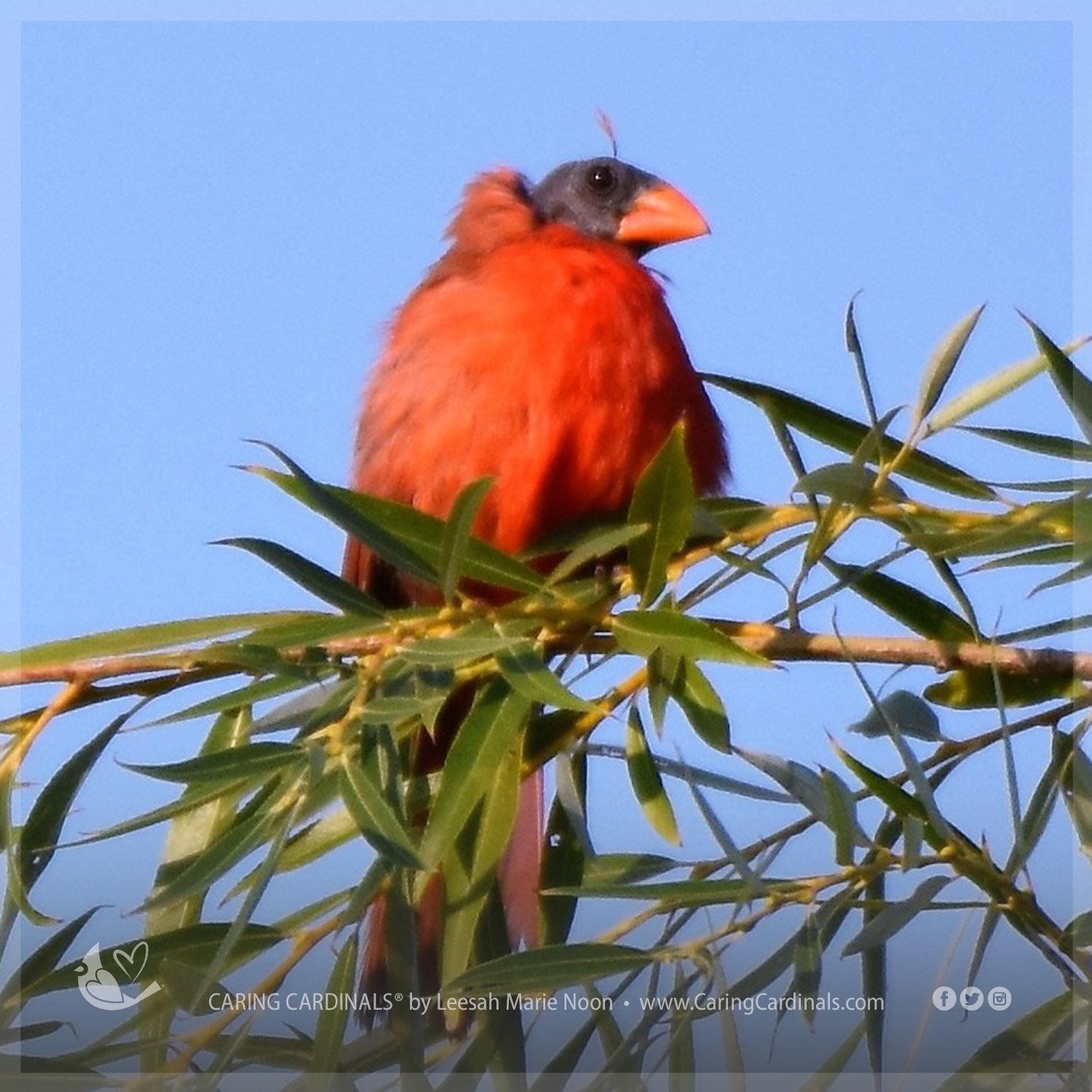 CARDINAL FACTS — CARING CARDINALS
