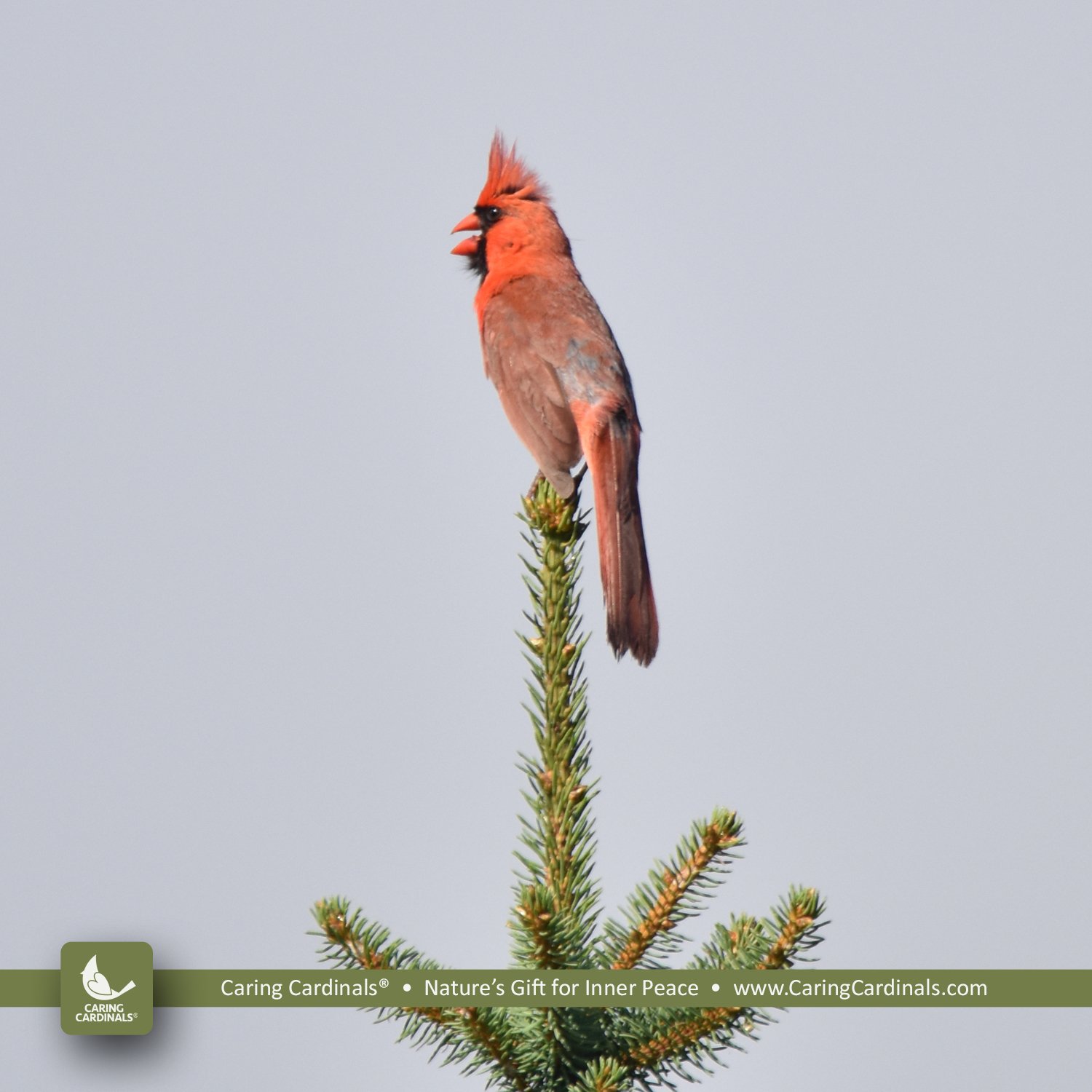 CARDINAL EXPERIENCES — CARING CARDINALS