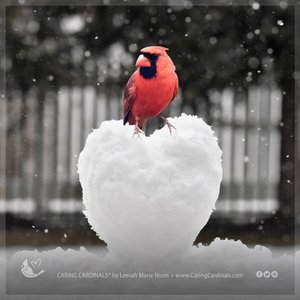 SPIRITUAL SIGNS — CARING CARDINALS