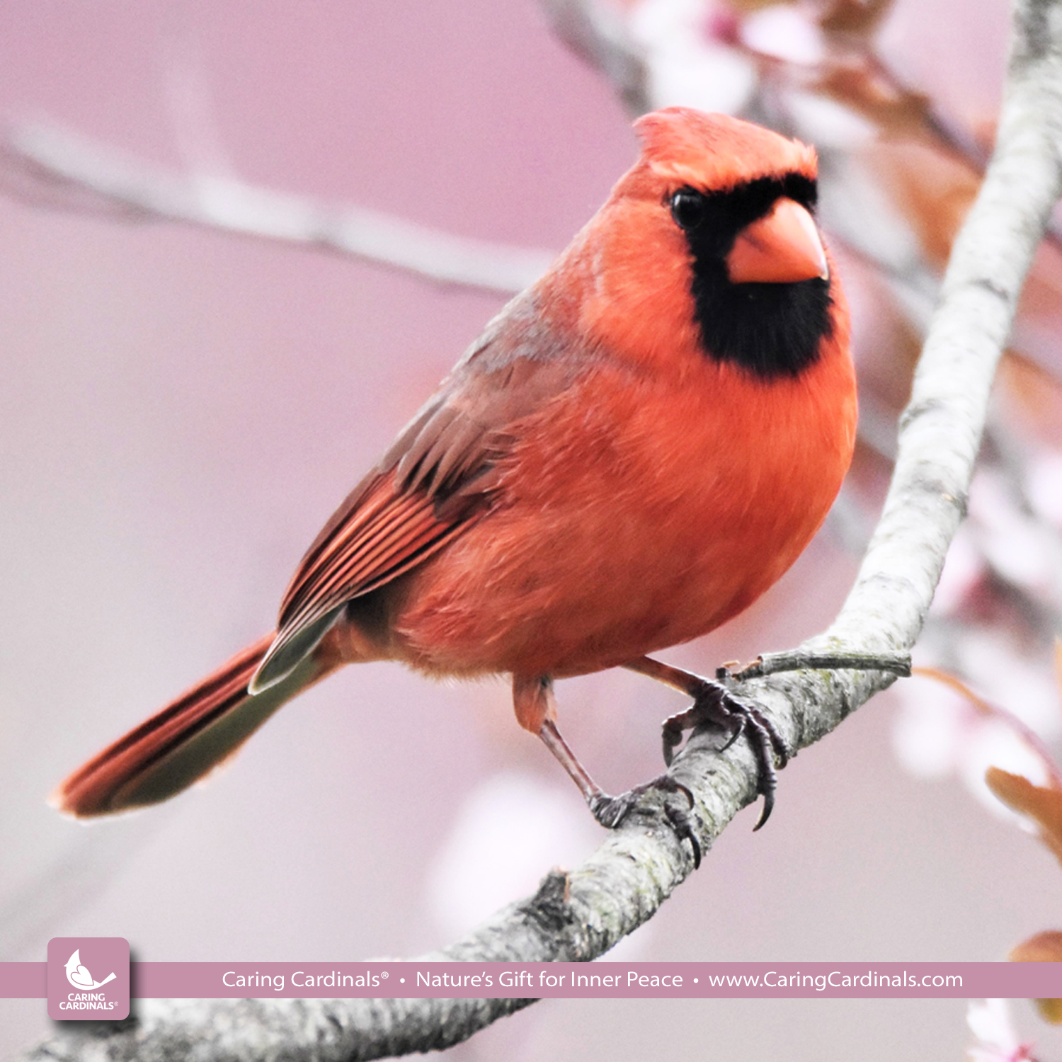 CARDINAL FACTS — CARING CARDINALS