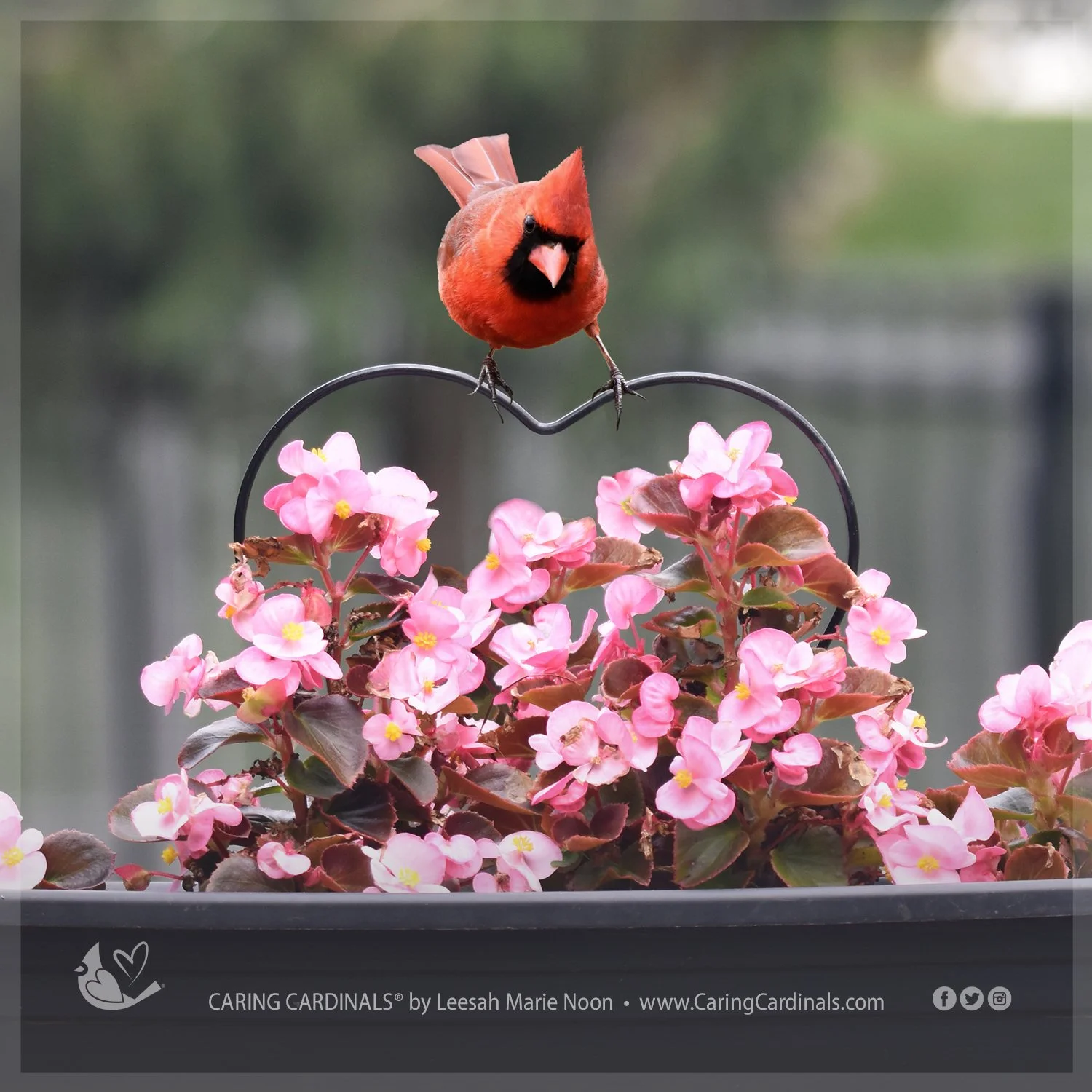 CARDINAL FACTS — CARING CARDINALS