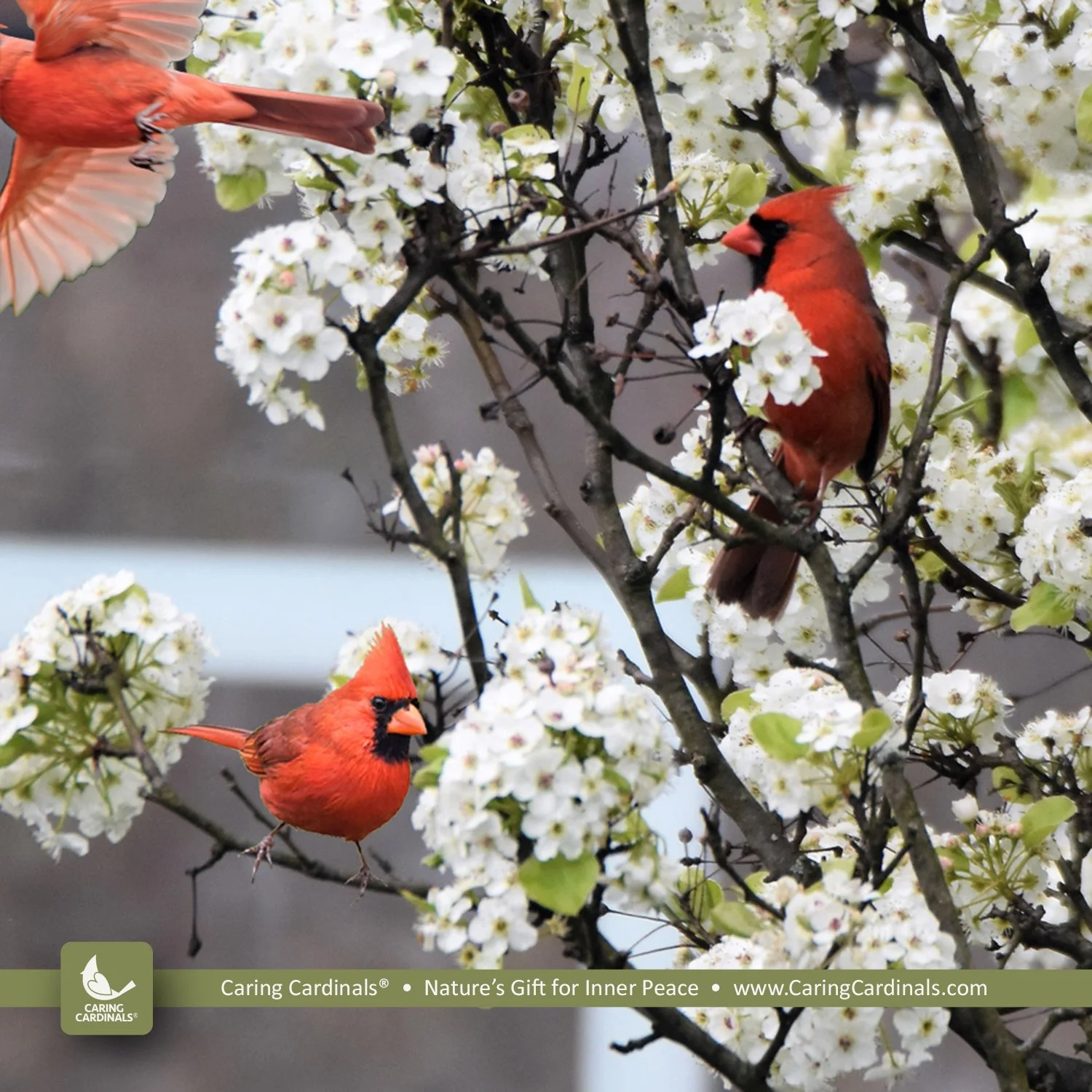 Cardinal Experiences — CARING CARDINALS