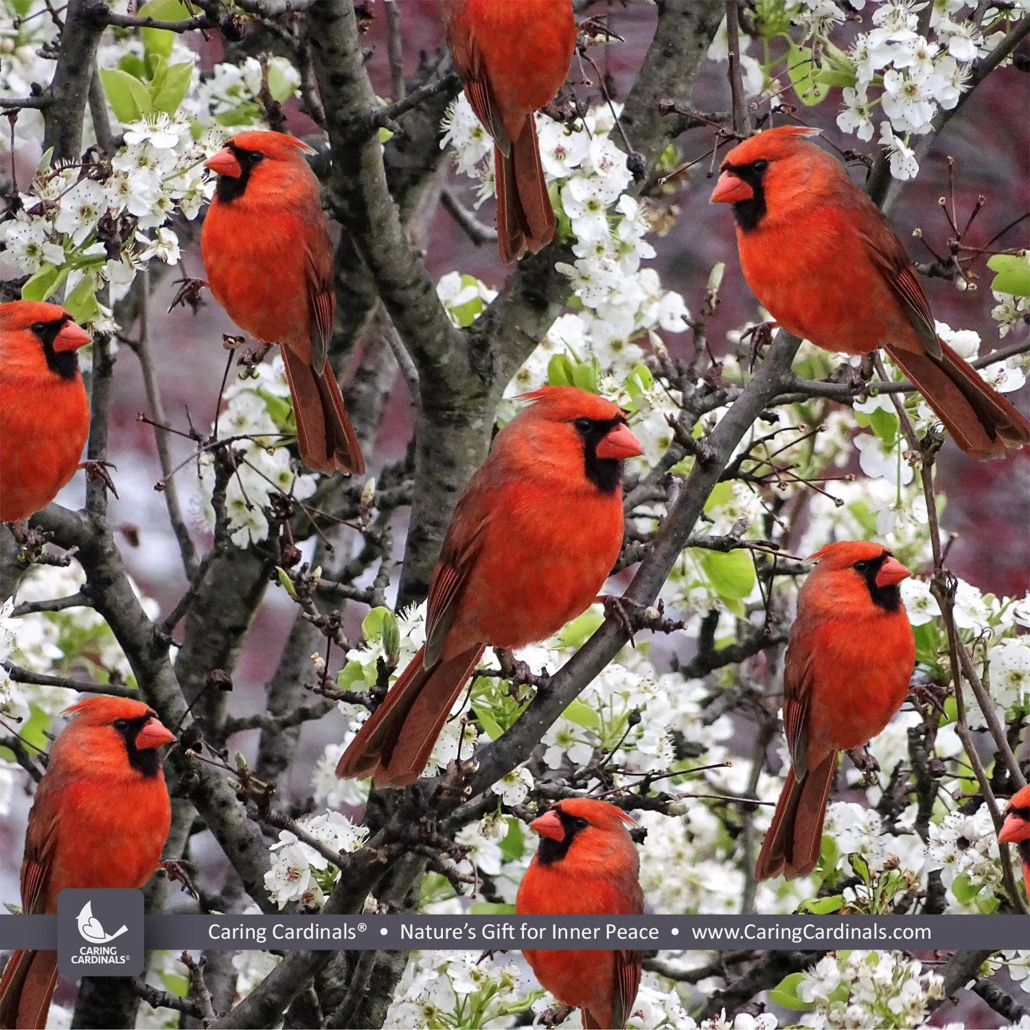 Cardinal Experiences — CARING CARDINALS