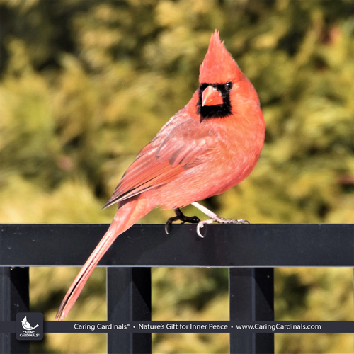 SPIRITUAL SIGNS — CARING CARDINALS